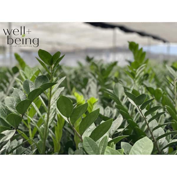NATURE'S WAY FARMS Zz Plant Live Indoor Plant in Growers Pot NATURE'S WAY FARMS Zz Plant Live Indoor Plant in Growers Pot