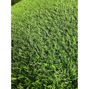Phewnyzo 5 ft. x 10 ft. Plastic Garden Fence Turf Mat Thick Fake Faux ...