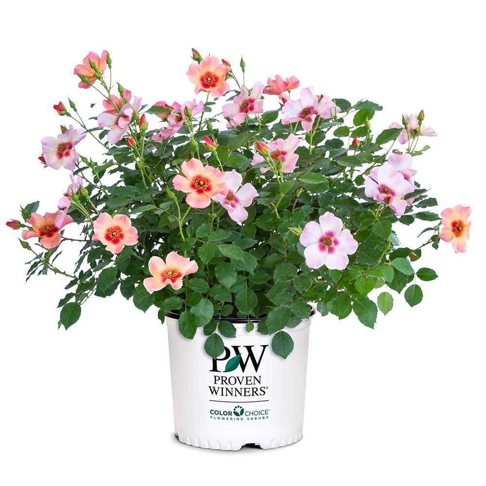 PROVEN WINNERS 2 Gal. Ringo All-Star Rose Plant with Orange and Pink ...