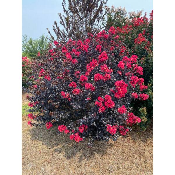 FIRST EDITIONS 3 Gal. Shadow Magic Crape Myrtle Flowering Shrub with ...