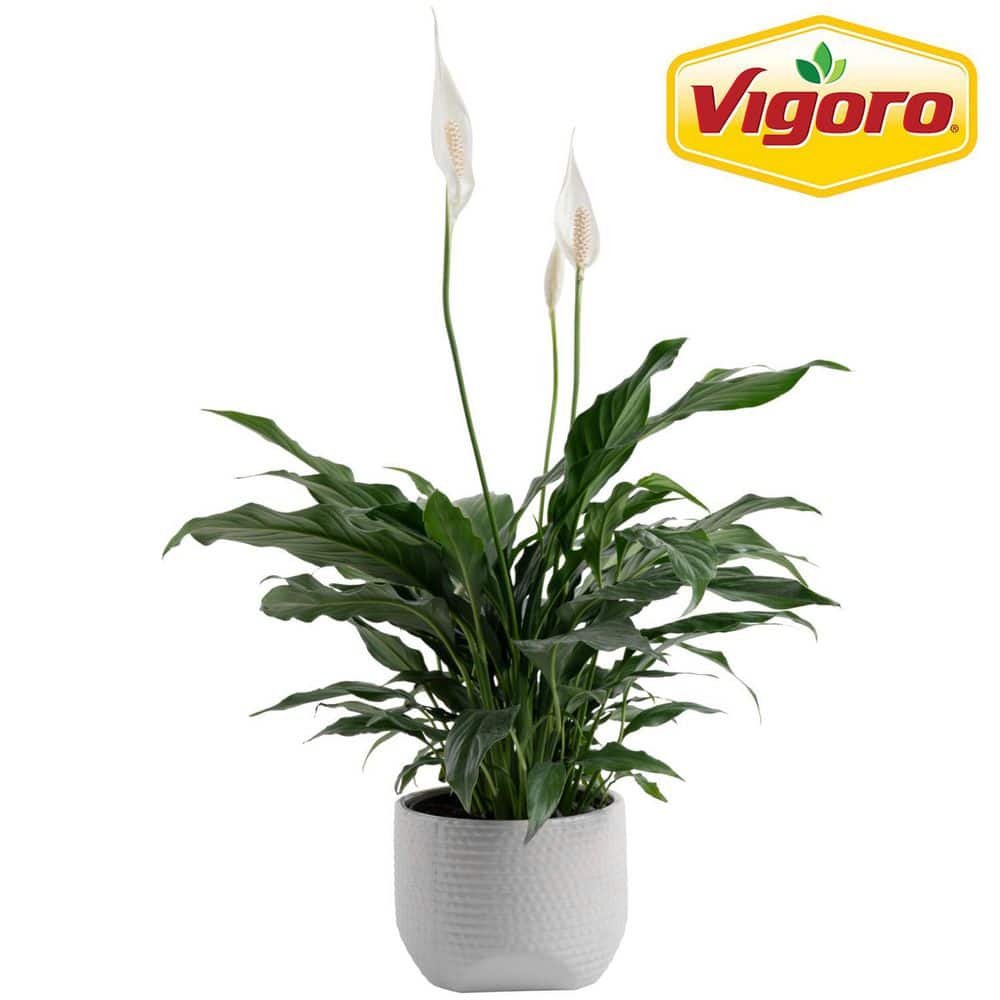 Vigoro Spathiphyllum Peace Lily Indoor Plant in 6 in. White Decor ...