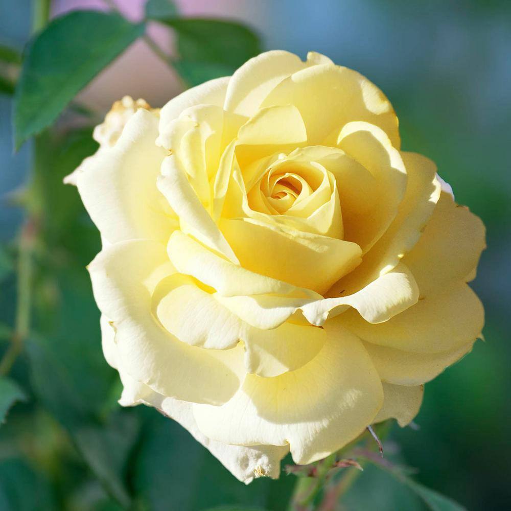 Gardens Alive! Chantilly Cream Hybrid Tea Rose Dormant Bare Root Plant ...