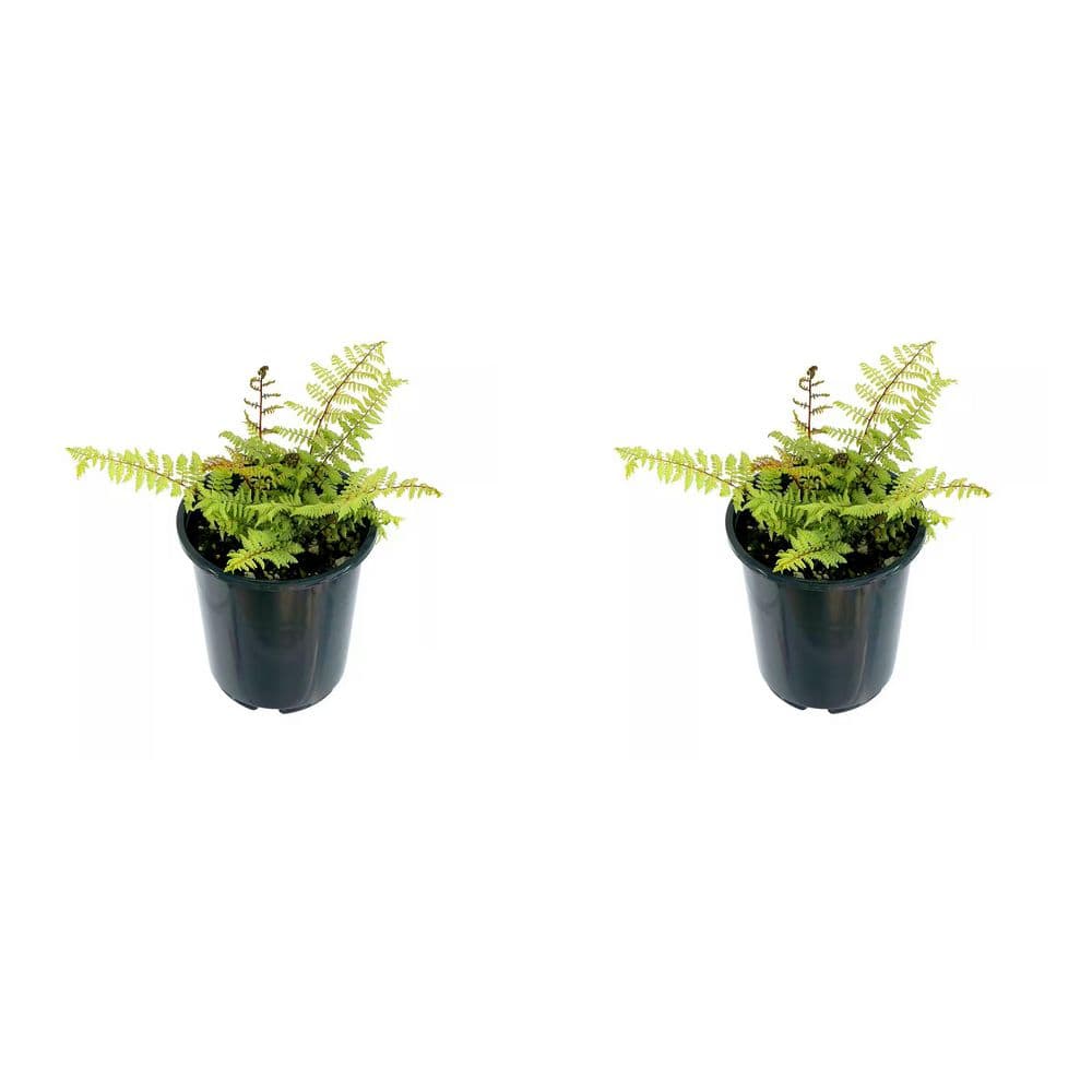 2.5 qt. Perennial Fern Athyrium Limelight (2-Pack) 2520 - The Home Depot
