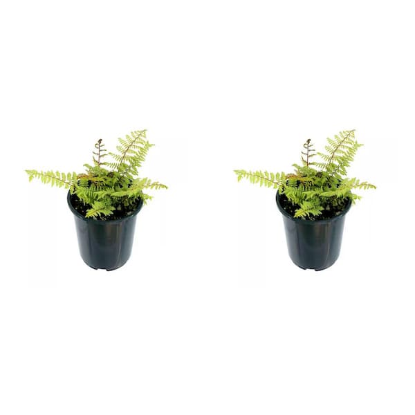 2.5 qt. Perennial Fern Athyrium Limelight (2-Pack) 2520 - The Home Depot