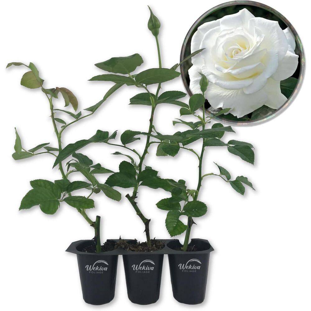 Wekiva Foliage JFK Rose Bush 3-Live Starter Plants in 2 in. Growers ...