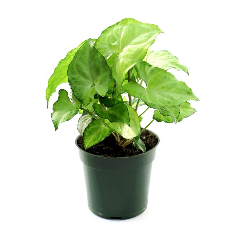 national PLANT NETWORK 4 in. Syngonium Mango Holly Plant in Grower ...