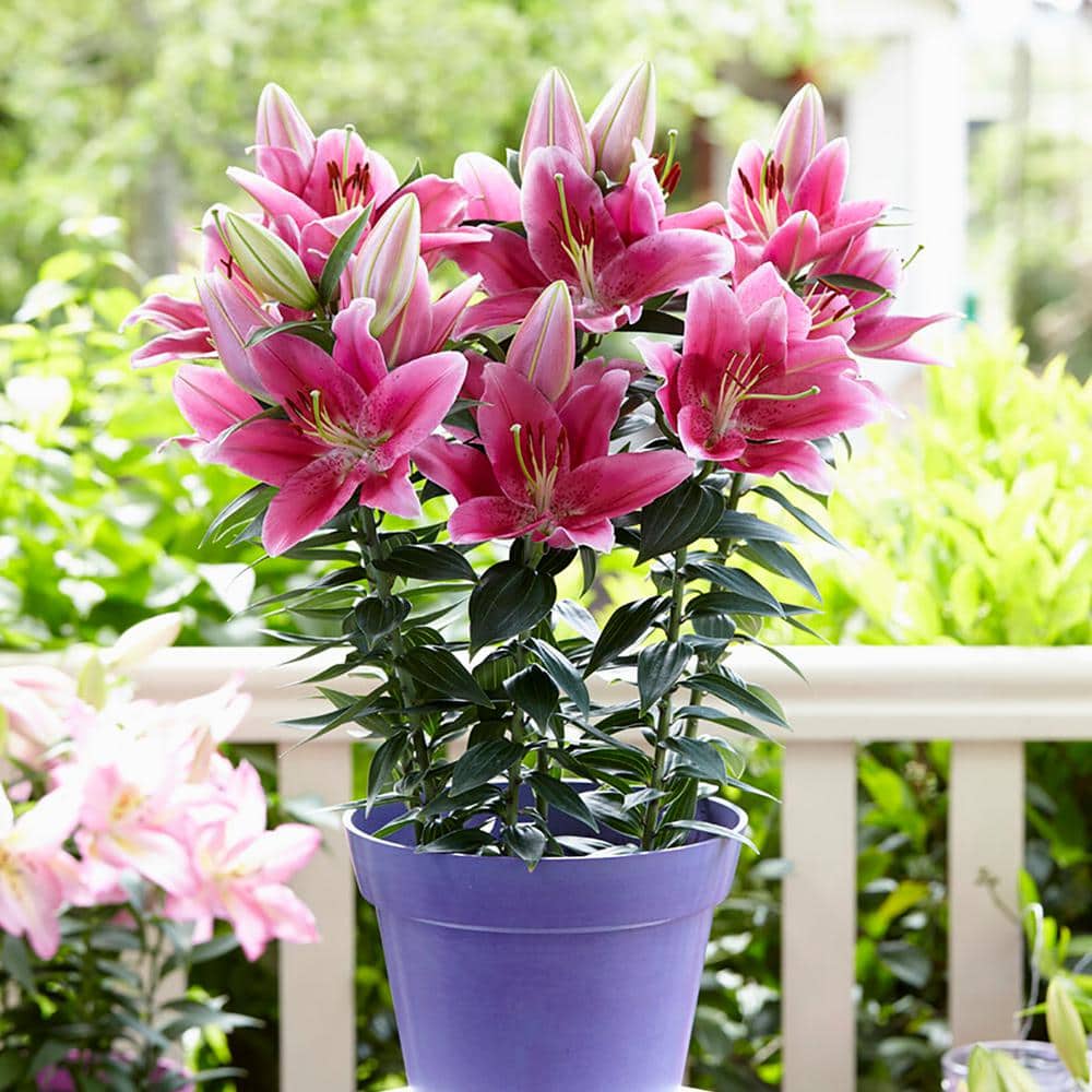 VAN ZYVERDEN Patio Gentle Romance Lilies Kit with 7 Bulbs, Metal ...