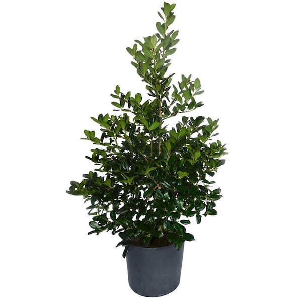 15 Gal. Nellie R. Stevens Holly (Illex) Shrub 16430 - The Home Depot
