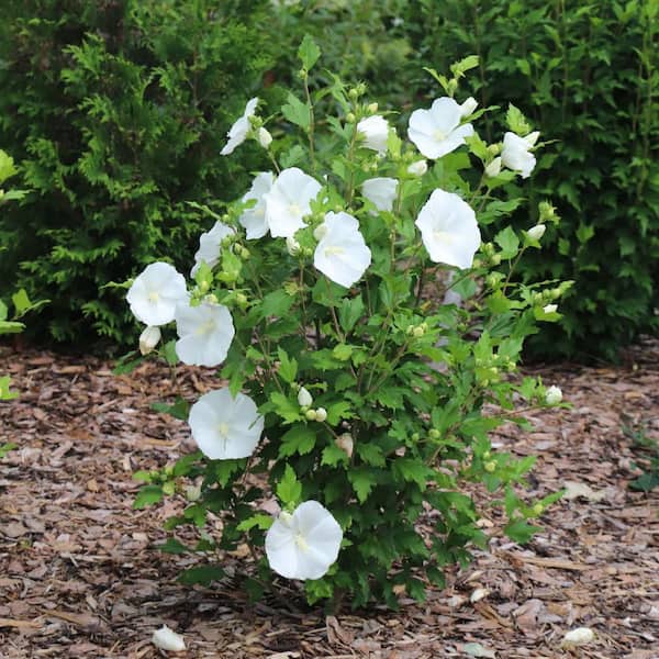 Proven Winners 1 gal. Paraplu Pure White Rose of Sharon (Hibiscus ...
