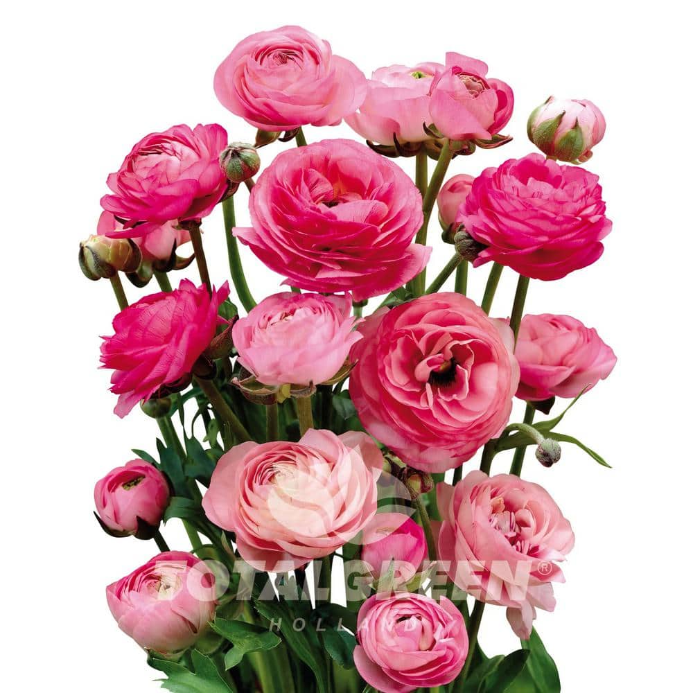 national PLANT NETWORK Pink Peony Ranunculus Plant Bulb Kit HD1642 ...