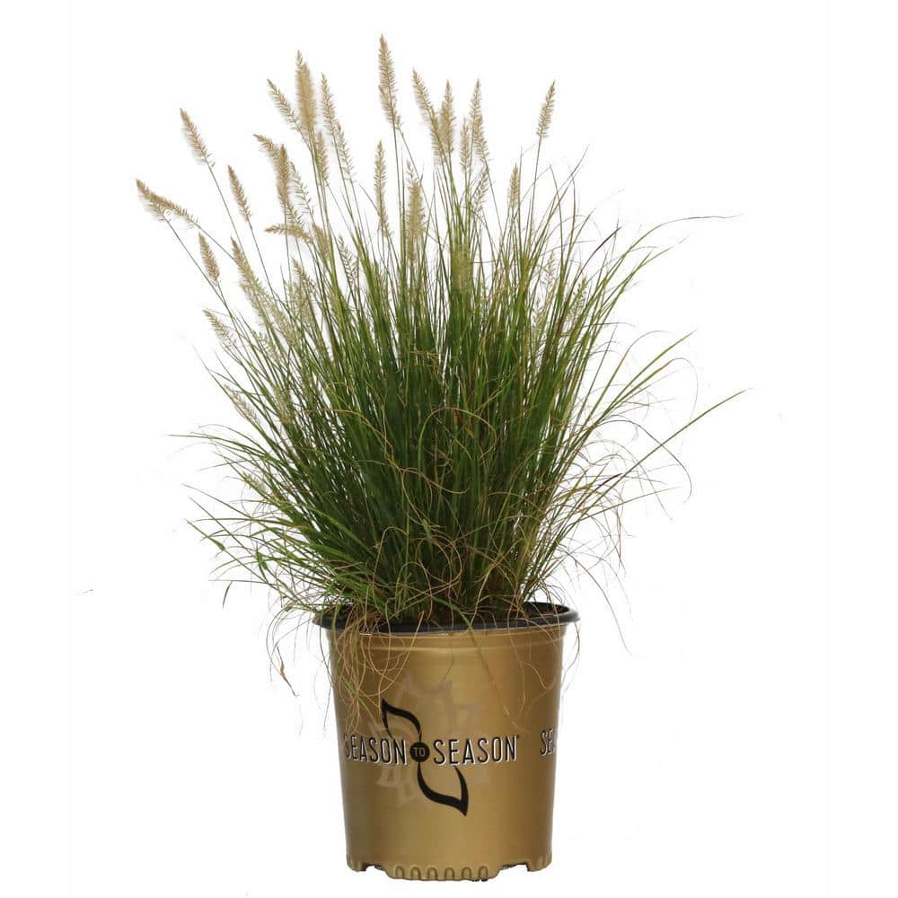 SEASON TO SEASON 2 Gal. Hameln Fountain Grass 19632 - The Home Depot
