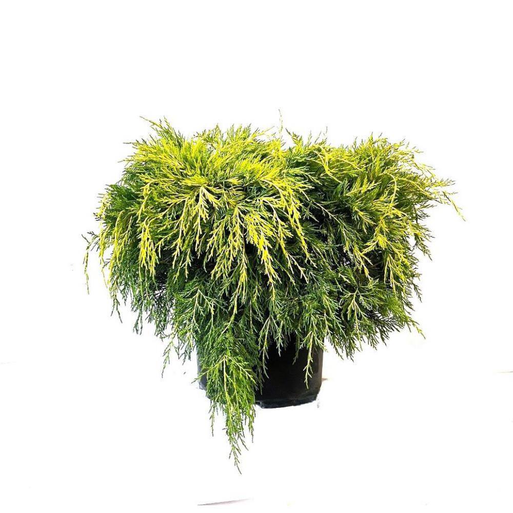 2.25 gal. Old Gold Juniper Evergreen Live Shrub with Bright Yellow ...