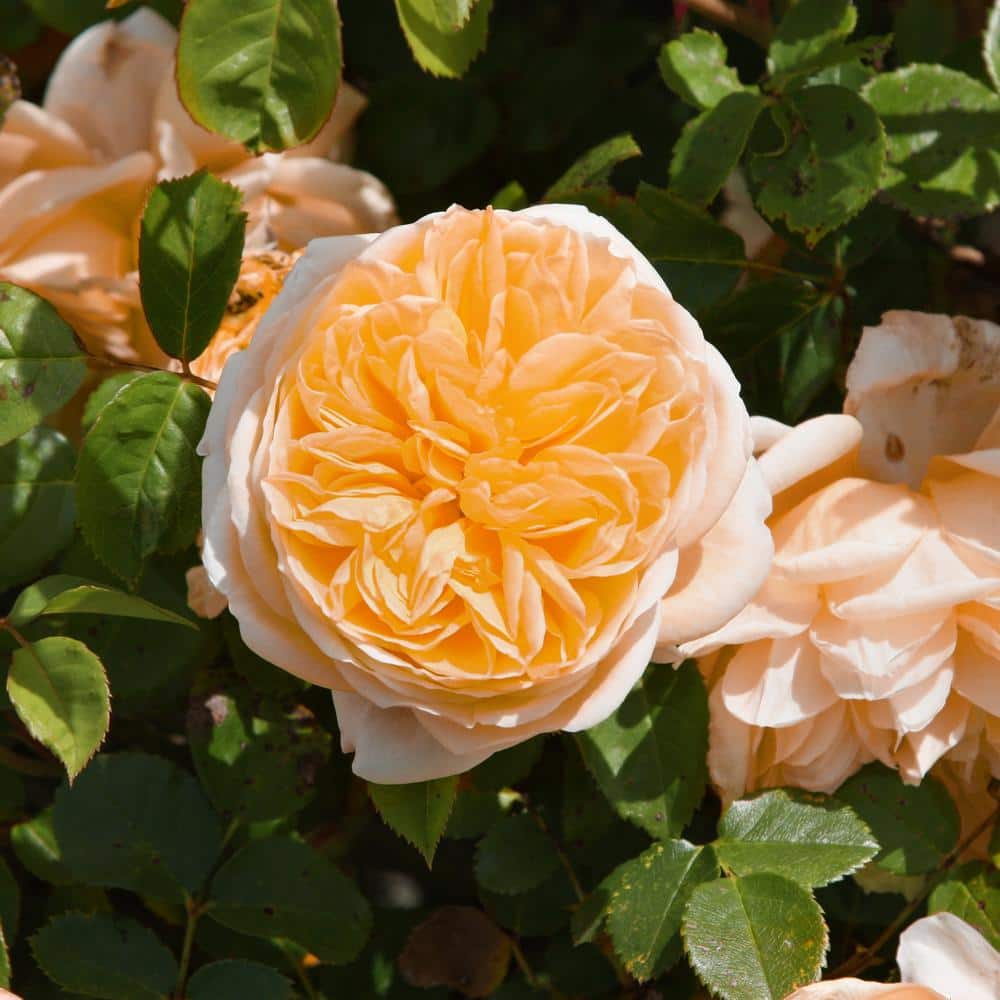 national PLANT NETWORK 2.5 in. Rose Orange Honey (3-Pack) HD1612 - The ...