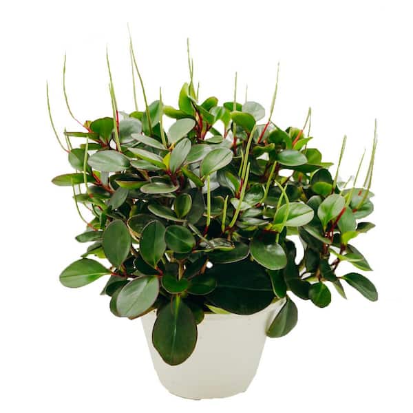 Vigoro 10 in. Rubber Plant (Peperomia Obtusifolia) 96099 - The Home Depot