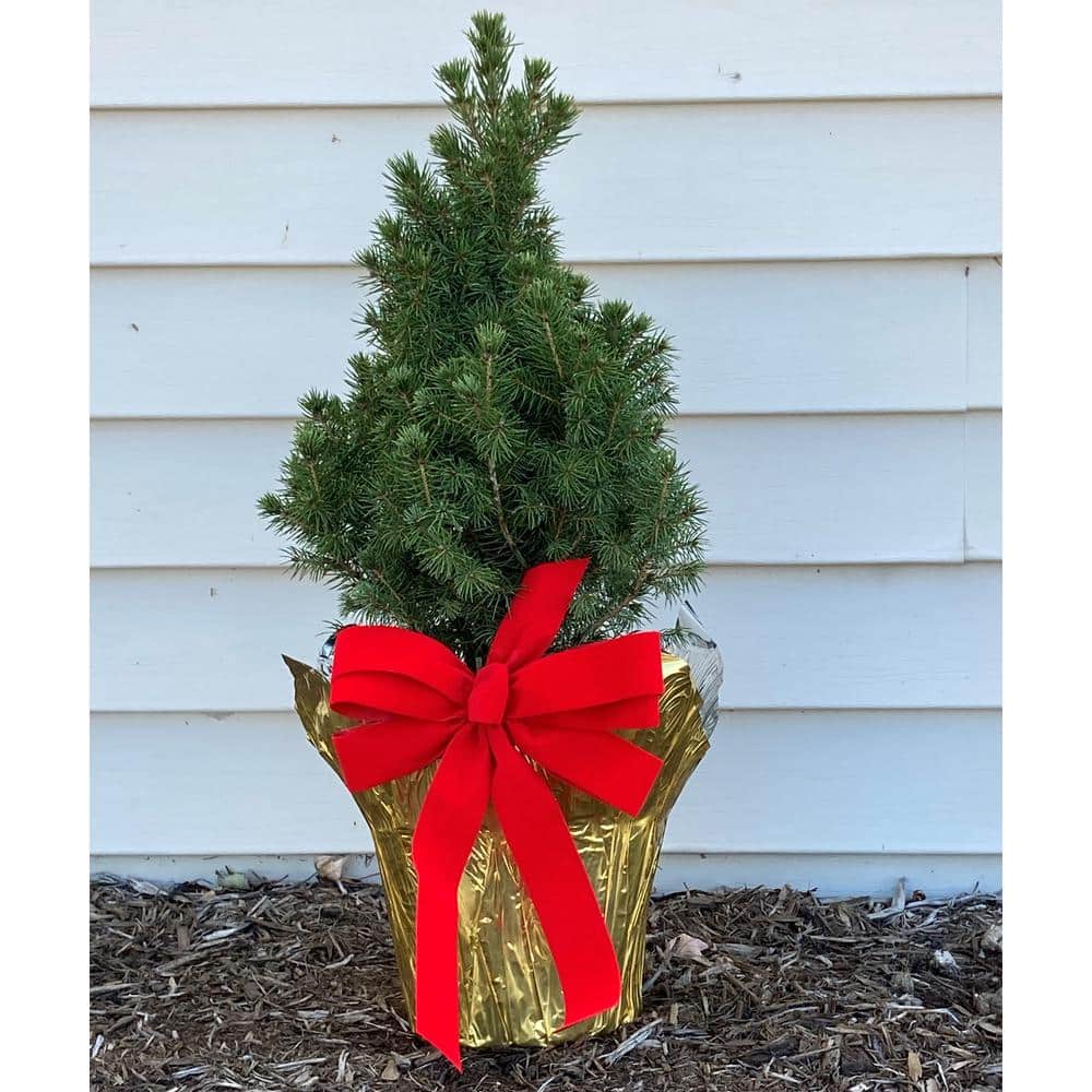 Cottage Gardens 1 Gal. Spruce Decorative Holiday Shrub/Tree ...