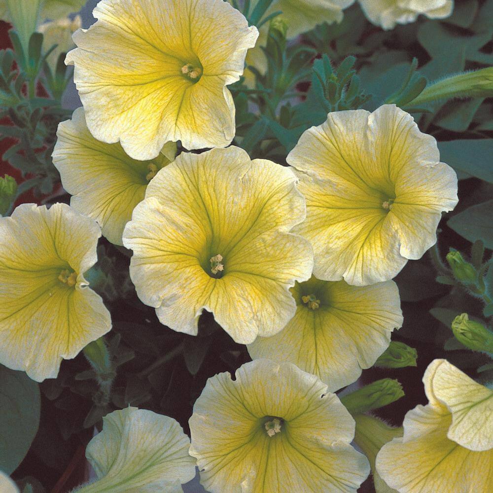 ALTMAN PLANTS #12 Classic Color Bowl Petunia Plant with Yellow Flowers ...
