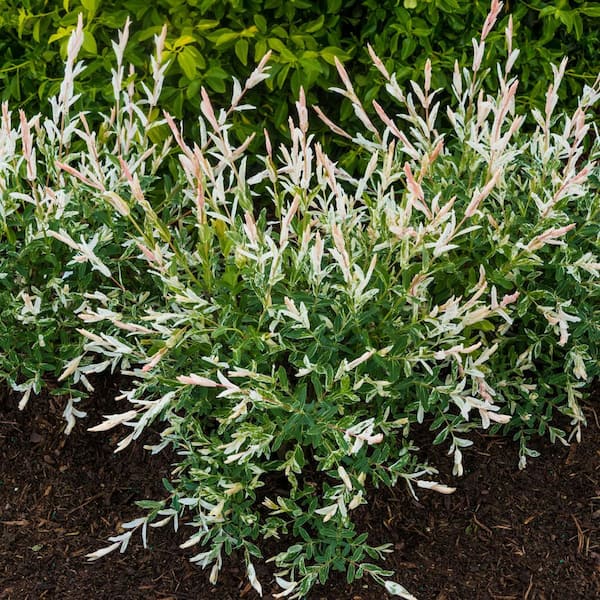 Dappled Willow Hedge