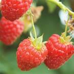Gurney's Canby Raspberry (Rubus) Live Bareroot Fruiting Vine (1-Pack) 80900