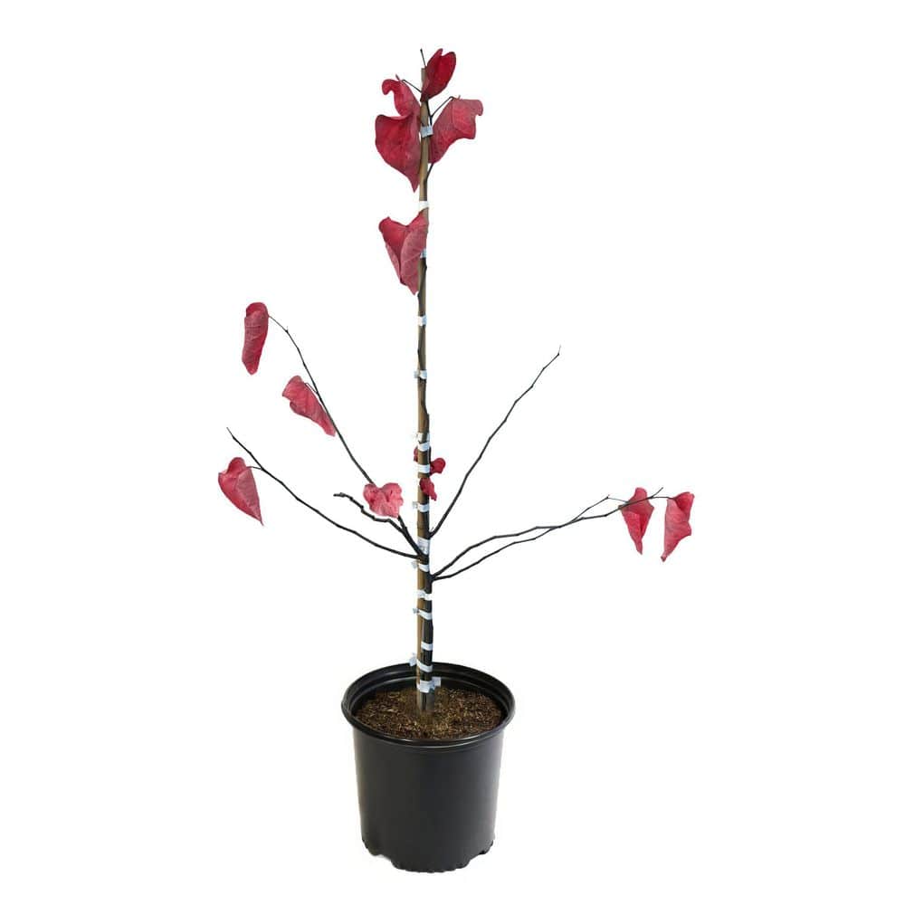 national PLANT NETWORK 2 gal. Hearts A Fire Redbud Tree HD3217 - The ...