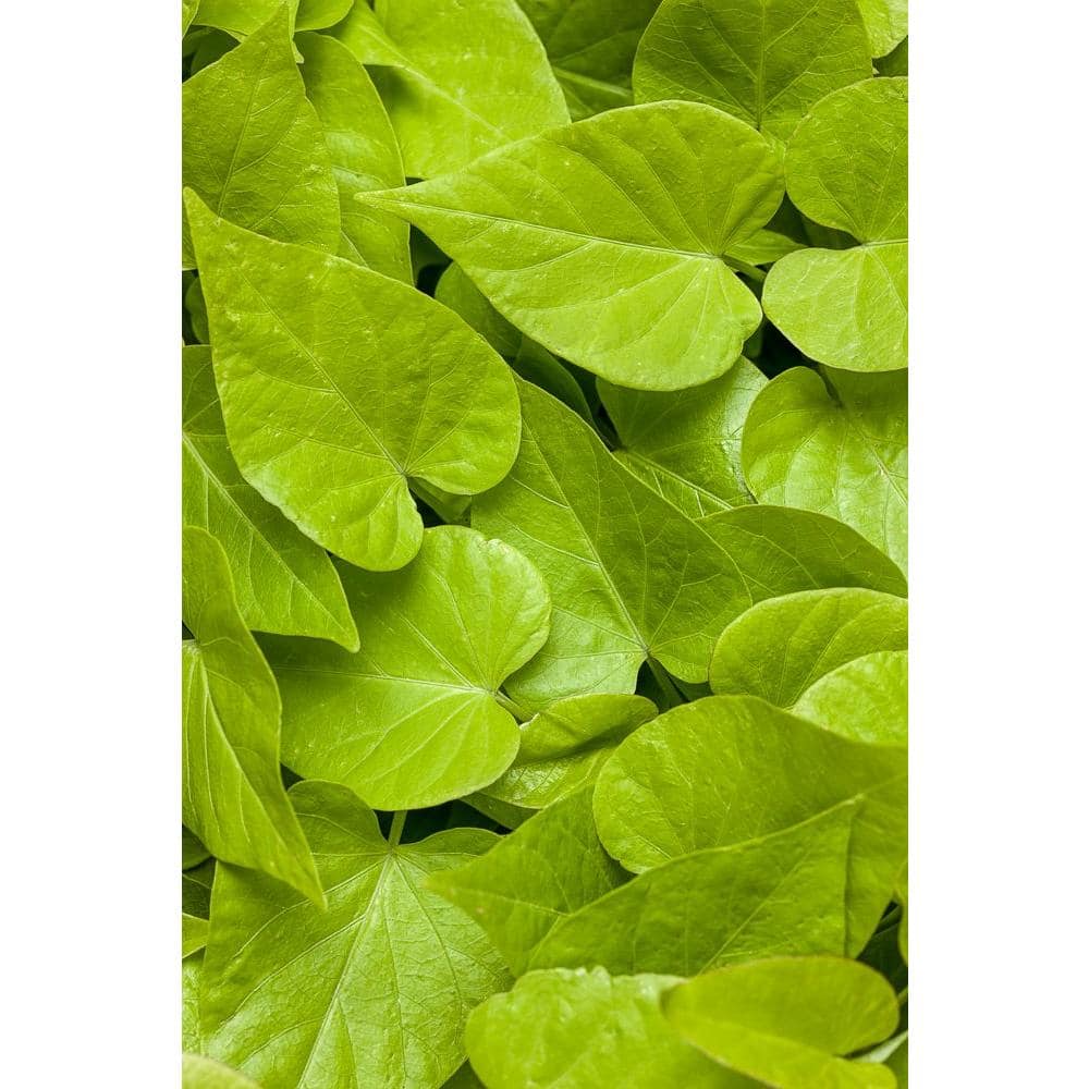 PROVEN WINNERS 4.25 in. Grande Sweet Caroline Sweetheart Lime Sweet ...