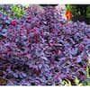 national PLANT NETWORK 2 Gal. Southern Living 'Red Diamond' Loropetalum ...