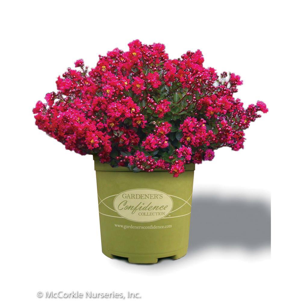 MCCORKLE 2 Gal. Cherry Dazzle Crape Myrtle Dwarf Live Shrub ...