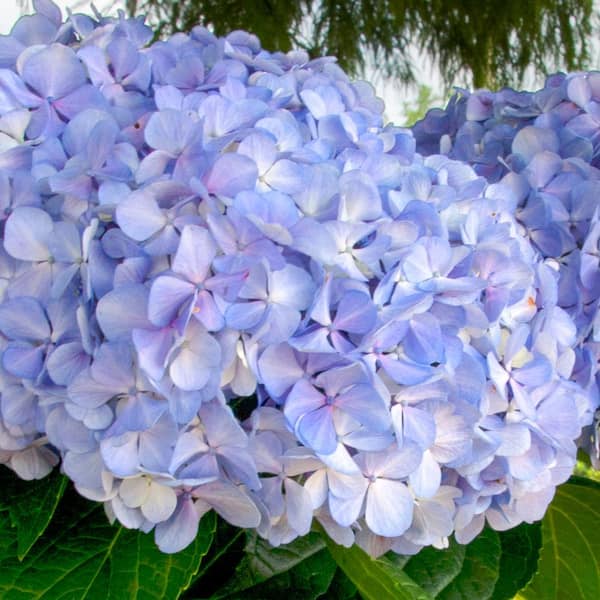 Nikko Blue Hydrangea Hedge