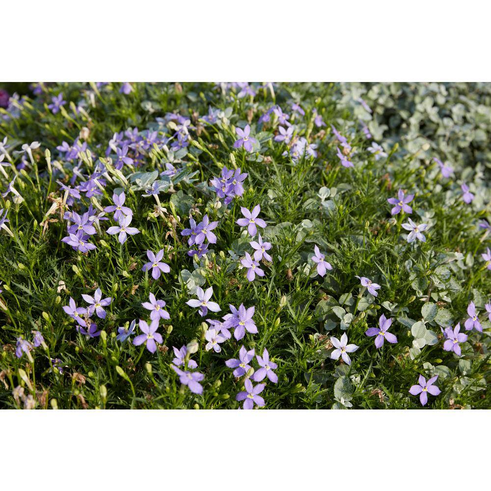 Blue Star Creeper Lawn