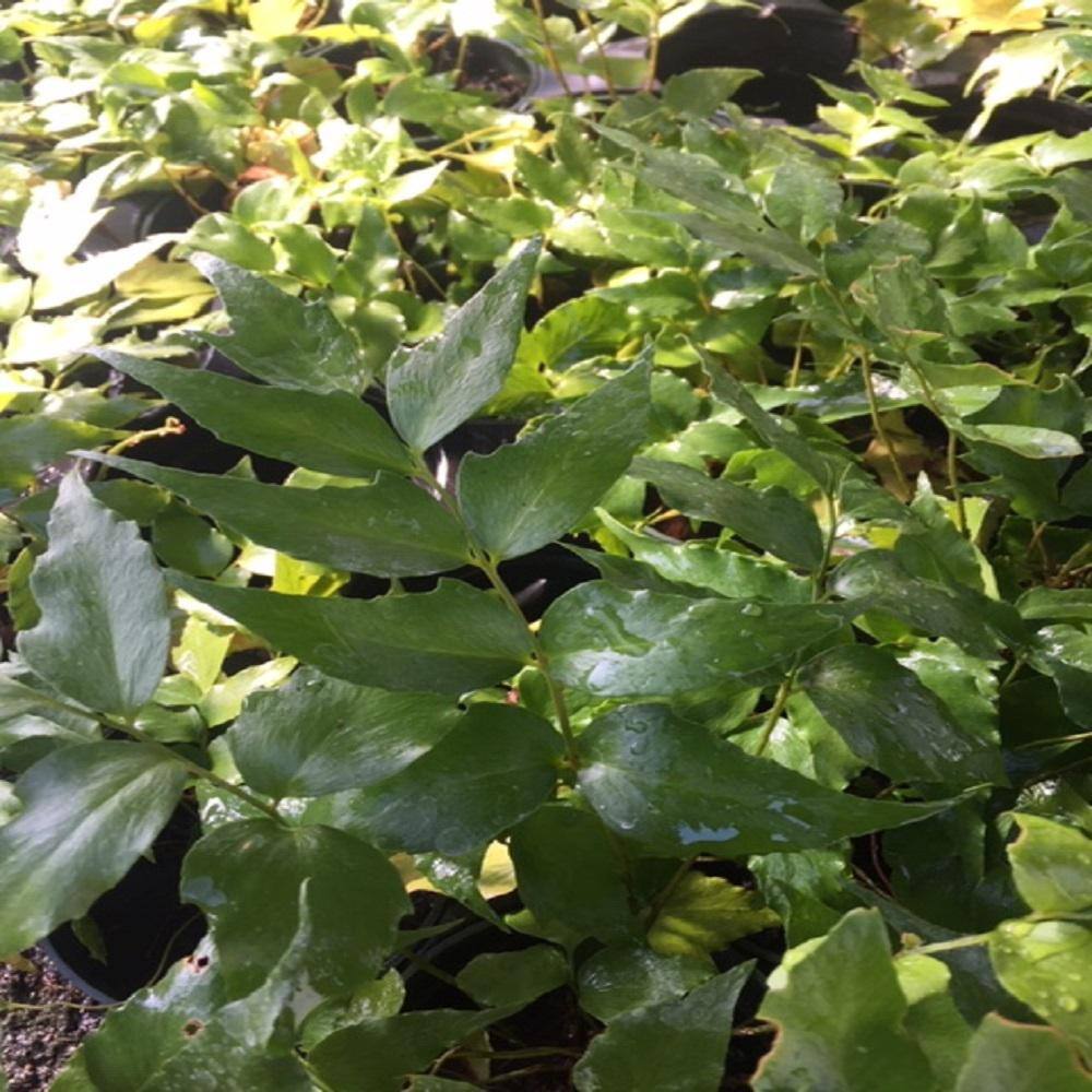 Givhandys 4 in. Potted Holly Fern Bog/Marginal Aquatic Pond Plant-Holly ...