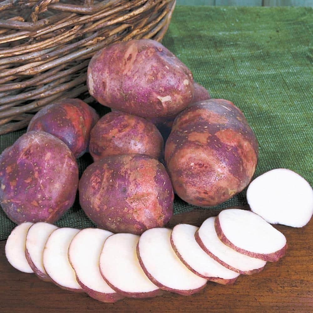 Gurney's 2 lbs. Purple Viking Dormant Vegetable Seed Potatoes 74021 ...