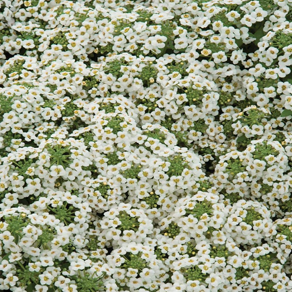 1 gal. Alyssum Plant in Grower's Pot 1005374559 - The Home Depot