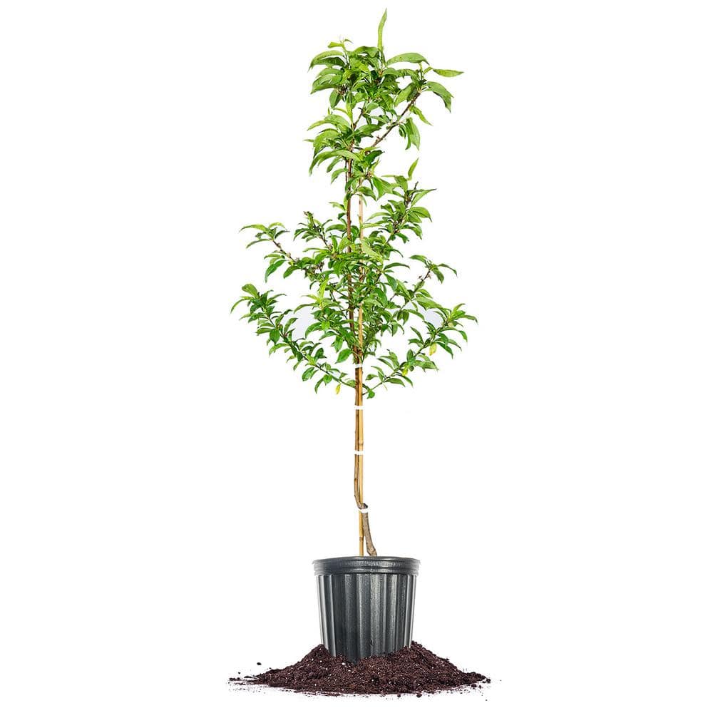 Perfect Plants 4-5 ft. Tall Flordaking Peach Tree in Grower's Pot ...