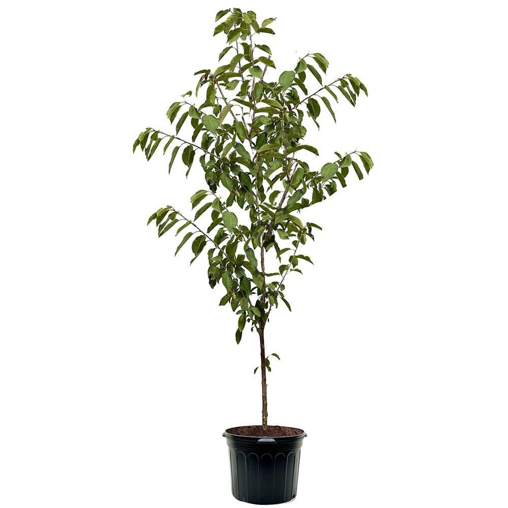 7 Gal. North Star Cherry Tree CHENOR07G - The Home Depot