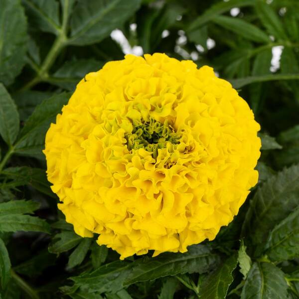 Yellow Marigold Garden