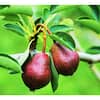 Online Orchards Dwarf Seckel Sugar Pear Tree - Perfectly Snack-Sized ...