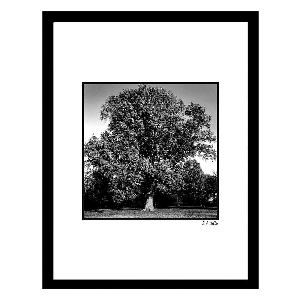 Heller Photography Tree Presence Framed Printed Photograph by Steven A ...