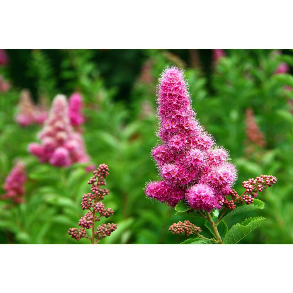 Online Orchards 1 gal. Pink Douglas Native Spirea Shrub (2-Pack ...