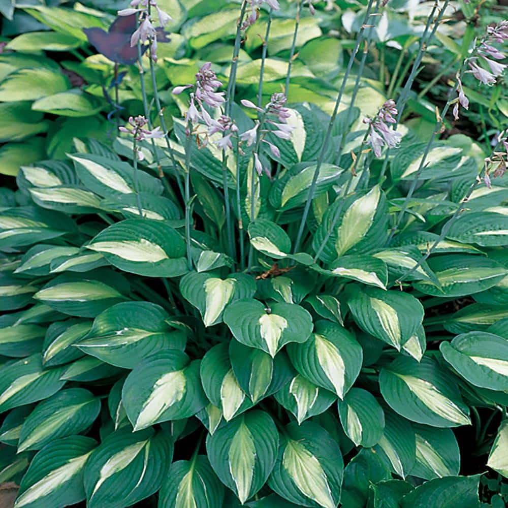 #1 Chain Lightning Yellow Variegated Hosta Plant 36644 - The Home Depot