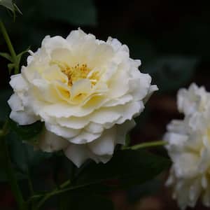PROVEN WINNERS 4.5 in. Quart, Reminiscent Crema Rose (Rosa), Live Plant ...