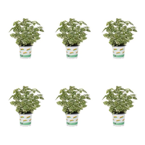 Vigoro 1-Pint Hypoestes Splash Select White Polka Dot Plant Annual ...