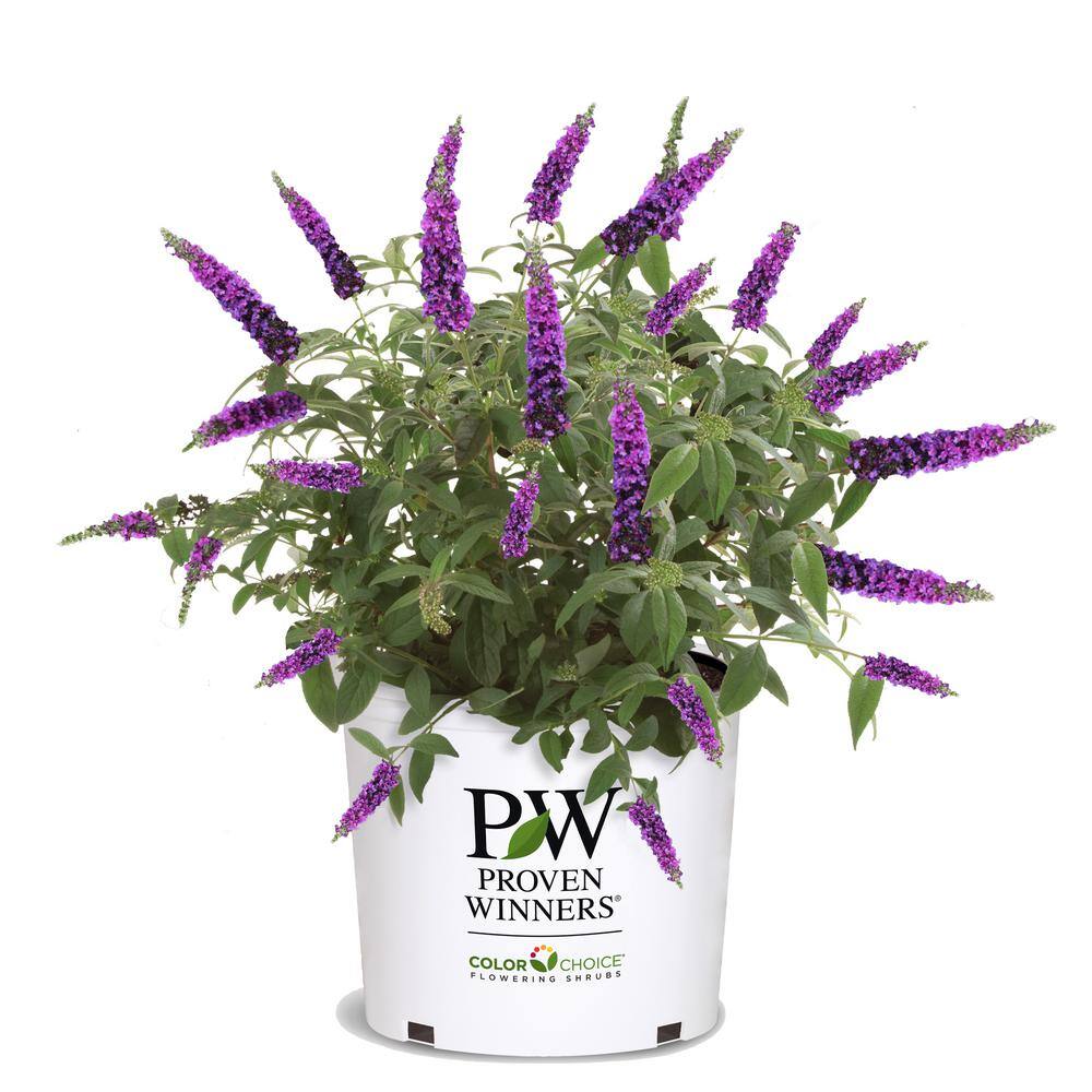 Reviews for PROVEN WINNERS 5 Gal. Miss Violet Buddleia Shrub with Dark Purple-Violet Flowers ...
