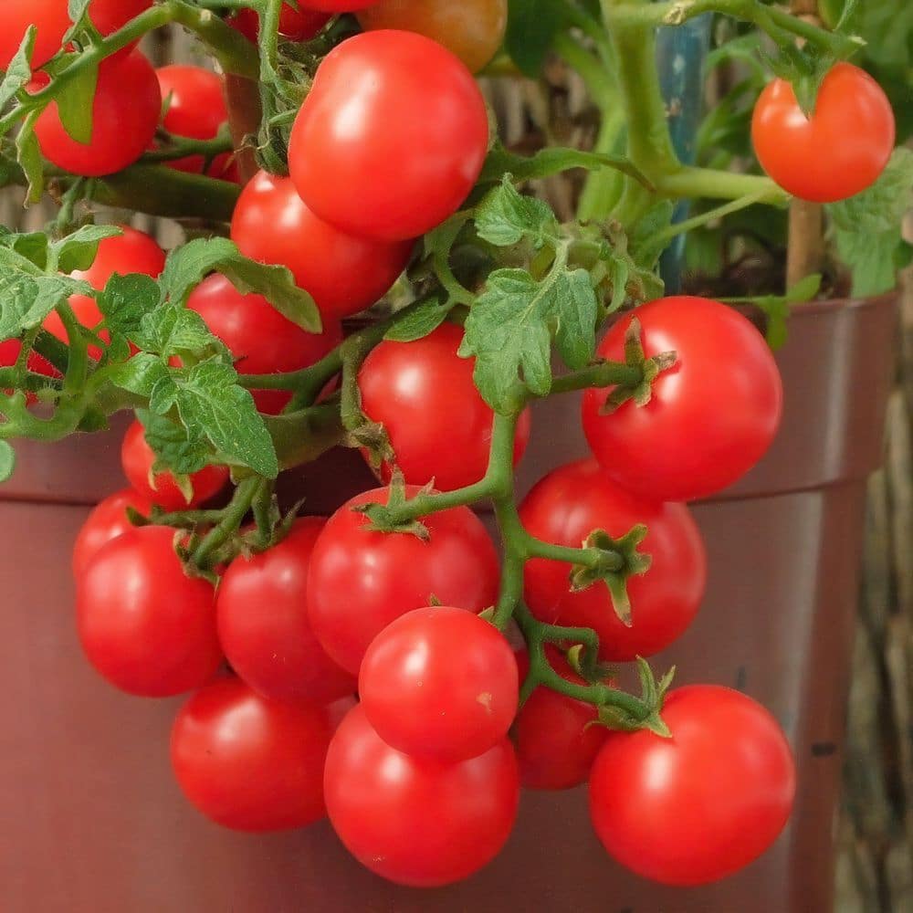 national PLANT NETWORK 6.1 in. Mini Tomato Healthy Seed Grow Kit HD2586 ...