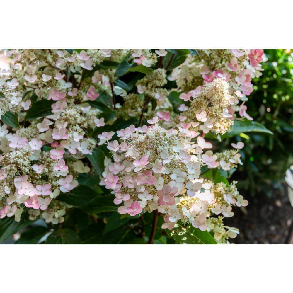 BLOOMIN' EASY Jumbo Pint Torch Hardy Hydrangea (Paniculata) Live Shrub ...