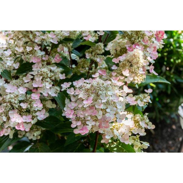BLOOMIN' EASY Jumbo Pint Torch Hardy Hydrangea (Paniculata) Live Shrub ...