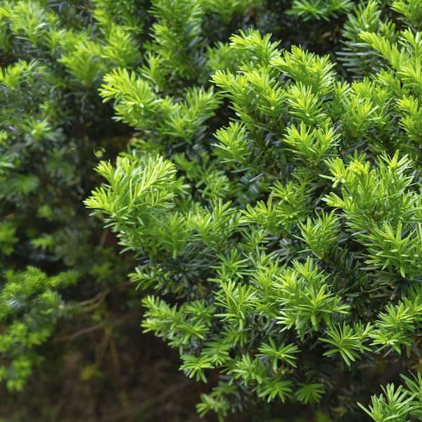 Yew Shrub