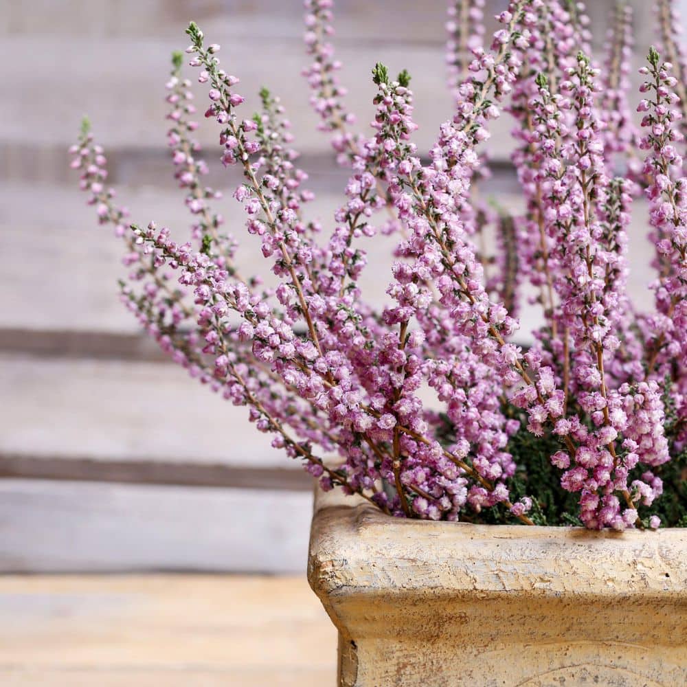 national PLANT NETWORK 1 Gal. Calluna H. E. Beale Summer Heather Plant ...