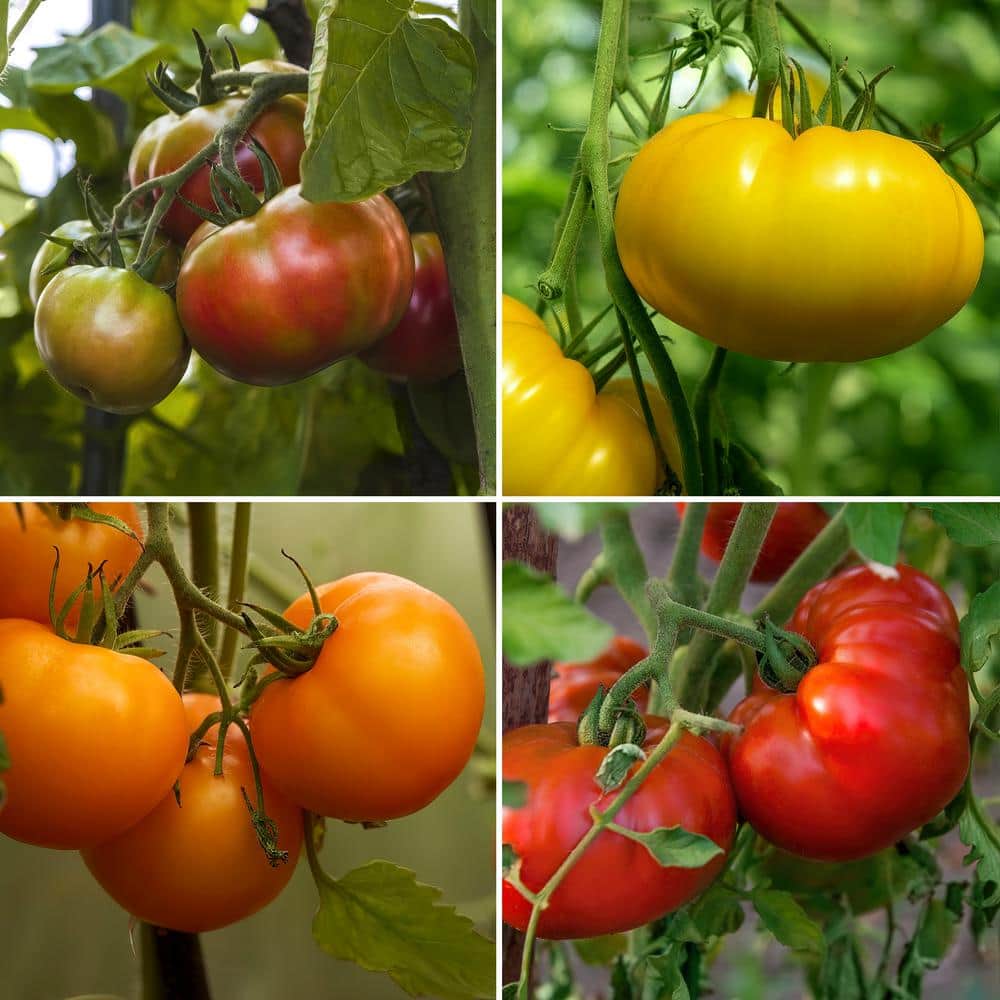 national PLANT NETWORK 2.5 in. Chef's Choice Tomato Collection (4-Pack ...