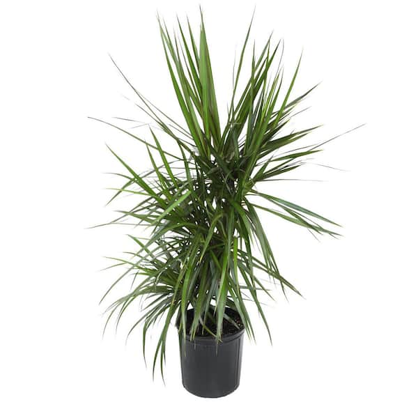 NATURE'S WAY FARMS 1.72 Gal. Burgundy Rubber Ficus Plant Indoor ...