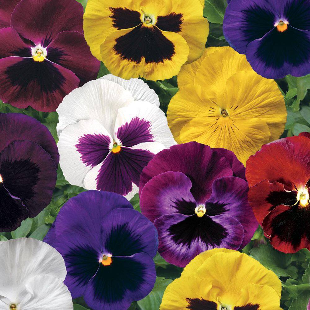 Pure Beauty Farms 1.38 Pt. Pansy Plant Red Flower in Grower's Pot ...