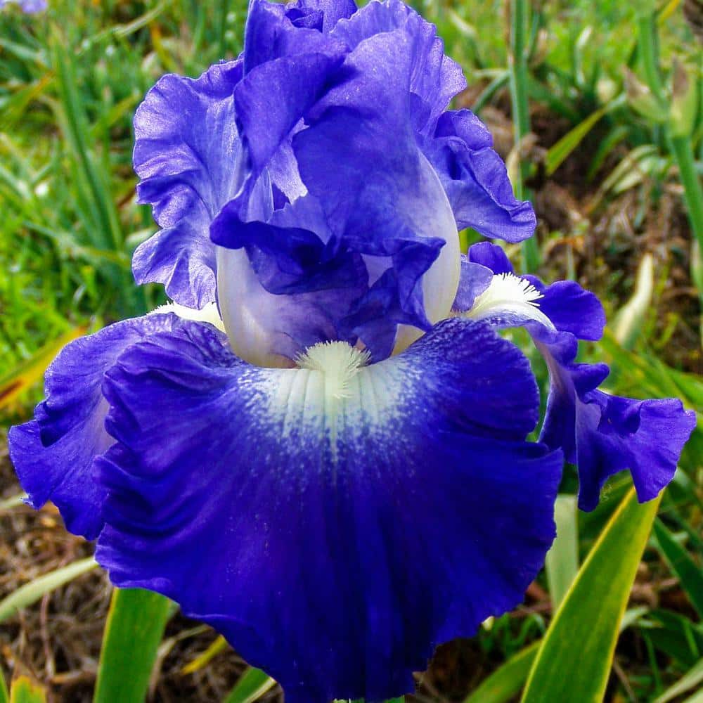 DIRECT GARDENING City Lights Reblooming Iris Flowering Dormant Bare ...